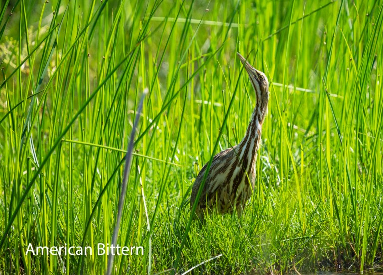 Spring Migration Birding In Texas | Deb's RV Travels