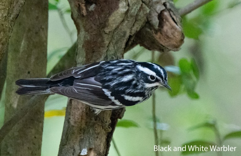 Spring Migration Birding In Texas | Deb's RV Travels